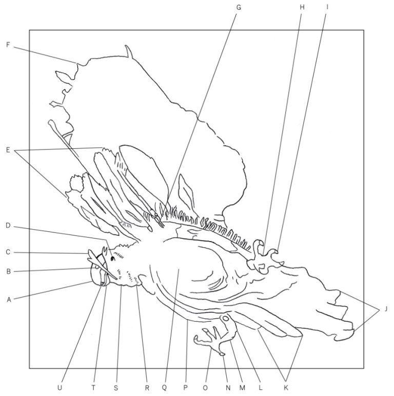 The Great Architects of Mars: The Parrot Geoglyph - Graham Hancock ...